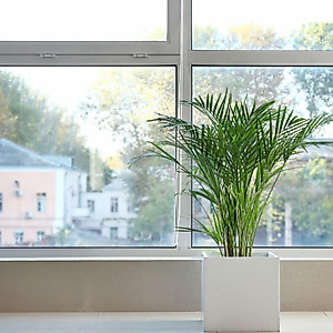 Palm Tree Potting Soil (8 Quarts), All Purpose Mix for Growing Indoor Palm Plants