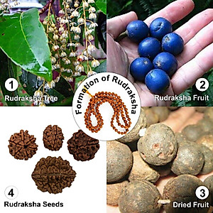 Wonder Care Original Nepali Rudraksha Bead and Rudraksha Mukhi Mala Natural Rudra Religious Rosary Beads Japa Mala Rudraksha for Men and Women