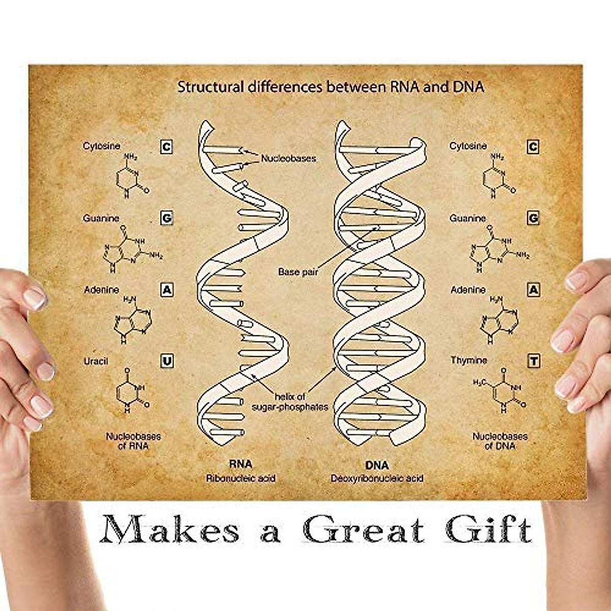 RNA & DNA - 11x14 Unframed Art Print - Makes a Great Science Room Decor and Gift Under $15 for Biologists and Biology Students