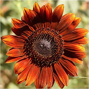 Seed Needs, Crazy Sunflower Seed Packet Variety Collection (6 Individual Varieties for Planting) Red Sun, Velvet Queen, Lemon Queen & More