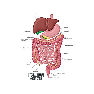 Internal Human Digestive System Illustration Human Anatomy Educational Chart Cool Wall Art Print Poster 12x18
