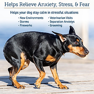 Rx Vitamins NutriCalm - Hemp Calming Chews for Dogs - Dog Calming Chews with Melatonin and Chamomile - Anxiety Relief Treats - Provides Relaxation & Separation Anxiety Relief for Dogs - 120 Capsules