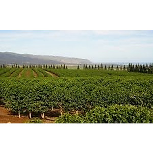 Hawaii's 1st Coffee Store - Kona Pure Ecstasy in Keurig Compatible Cups (12 ea. per pack)