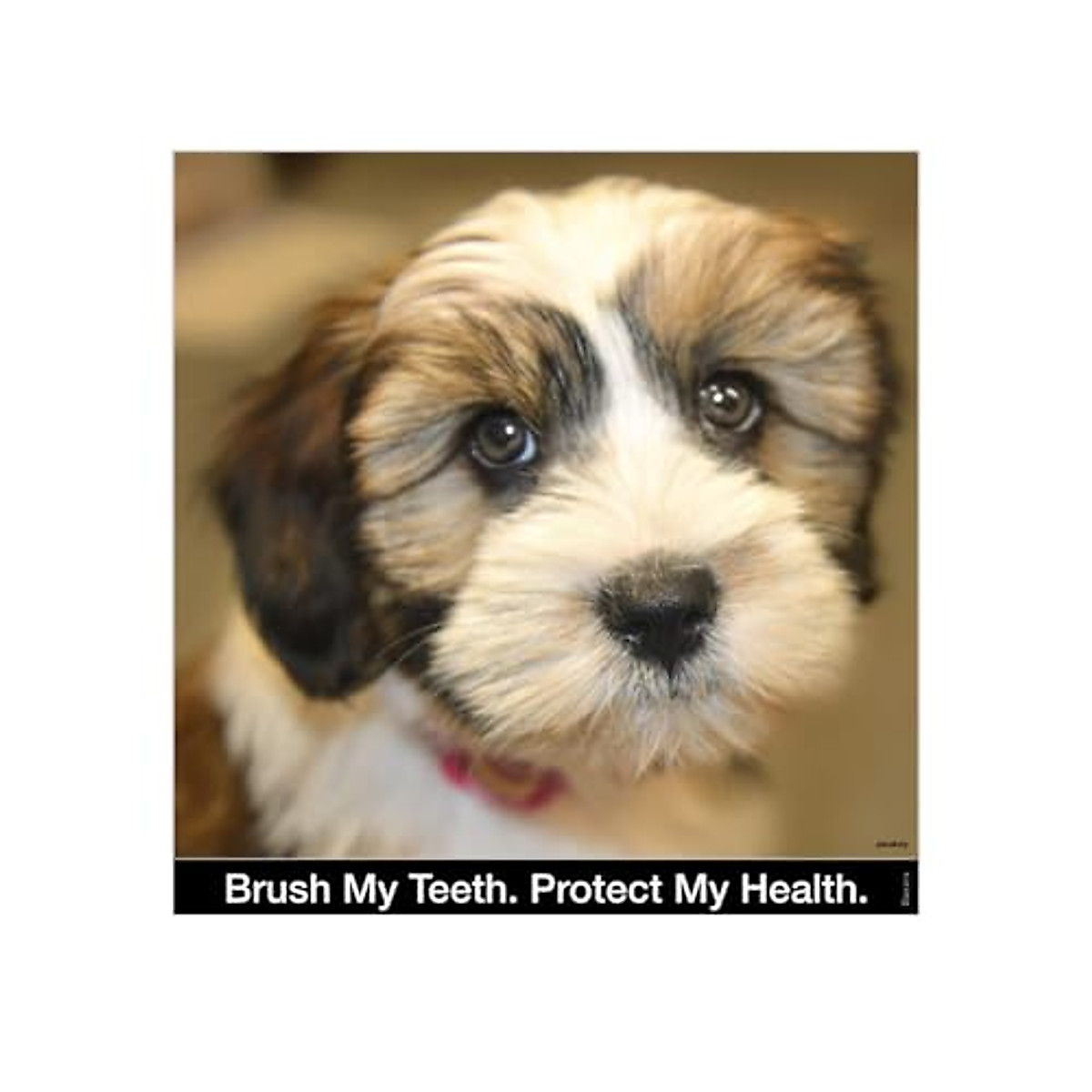 Brush My Teeth Small Dog Toothbrush, Rounded Brush Head -Soft Flexible Bristles, Safe and Gentle Brushing for Small Dogs, Small Breeds and Puppy, Daily Brushing Adds Years of Healthy Life, Multicolor