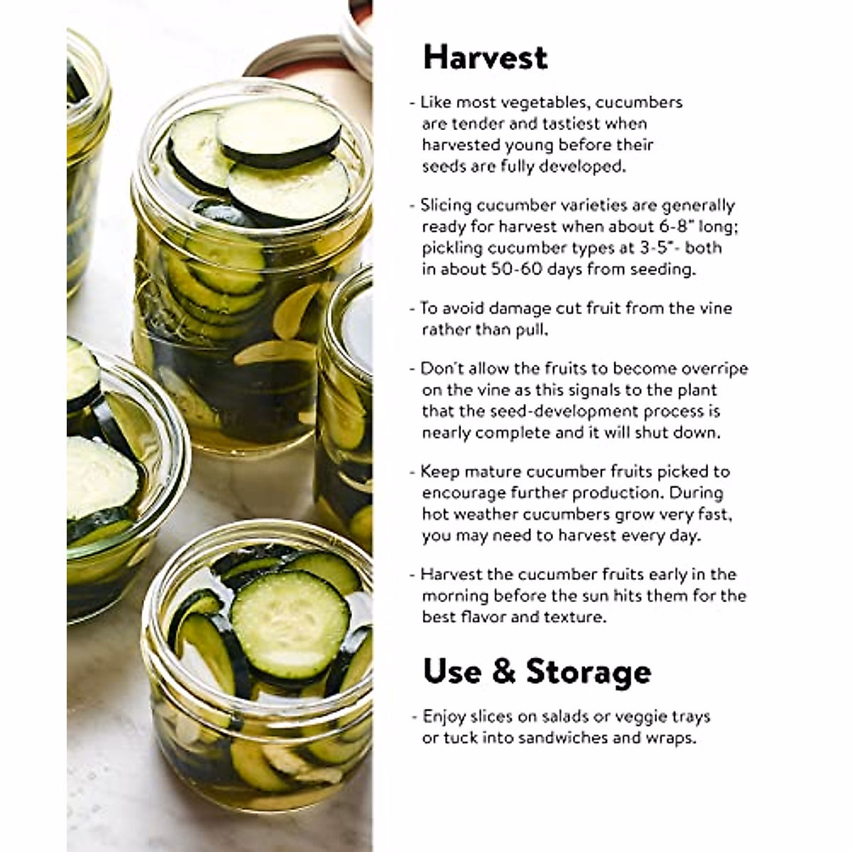 Burpee Straight Eight Slicing Cucumber Seeds 200 seeds