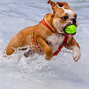 Teloon tennis balls (Regular color-18pcs)