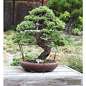 Bonsai Tree | Chinese Juniper | Seed Grow Kit | The Jonsteen Company