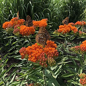 Orange Milkweed Plant Live Butterfly Milkweed Plant Asclepias Tuberosa Starter Plant