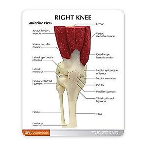 GPI Anatomicals - Muscled Knee Model, Right Knee Joint with Muscles Model for Human Anatomy and Physiology Education, Anatomy Model for Doctor's Office and Classrooms, Medical Study Supplies