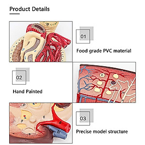 LUCKFY Human Anatomy Kidney Model Nephron Glomerular Urinary System Anatomical Model for School Teaching Display Lab Ornament