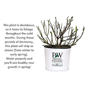 Proven Winner Double Play Doozie Spirea, 2 Gal, Red to Purple Flowers