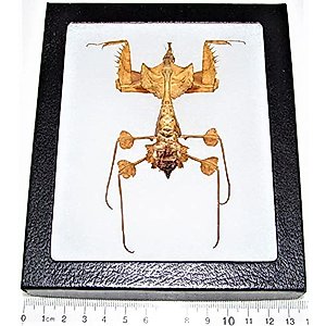 BicBugs Idolomantis diabolica Praying Mantis Nymph Tanzania Rare Framed