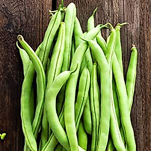 "Harvester" Bush Bean Seeds for Planting, 50+ Heirloom Seeds Per Packet, (Isla's Garden Seeds), Non GMO Seeds, Botanical Name: Phaseolus vulgaris, Great Home Garden Gift