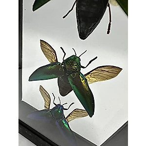 TAXIBUGS 3 Jewel Beetle (Sternocera Aeguisignata) – Preserved Taxidermy Insect Bug Collection Framed in a 3D Wooden Frame as Pictured Taxidermy (Transparent Background Black Wooden Frame)