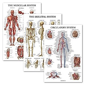 Palace Learning 3 Pack - Muscle + Skeleton + Circulatory System Anatomy Poster Set - Muscular and Skeletal System Anatomical Charts - Laminated - 18" x 24"