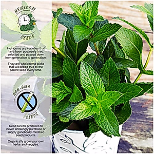 Seed Needs, Peppermint Seeds - 1,000 Heirloom Seeds for Planting Mentha piperita - Non-GMO, & Untreated - Great for Pots & Containers (2 Packs)