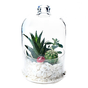 The Buybox Terrarium Glass Jar with Lid for Plants, Premium Glass Container, Food Storage,Keeper,Saver