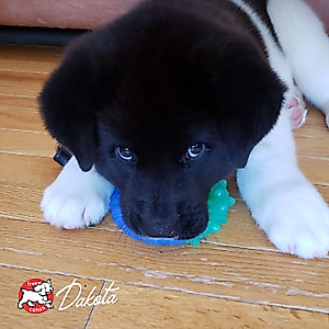 Fromm Heartland Gold Large Breed Puppy Dry Dog Food - Dry Puppy Food for Large & Giant Breeds - Beef Recipe - 4 lb