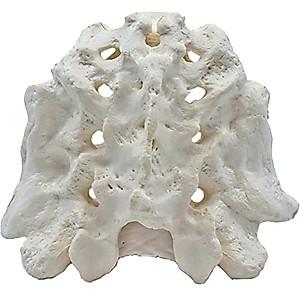 Sacrum Bone Model - Anatomically Accurate Human Replica - hBARSCI