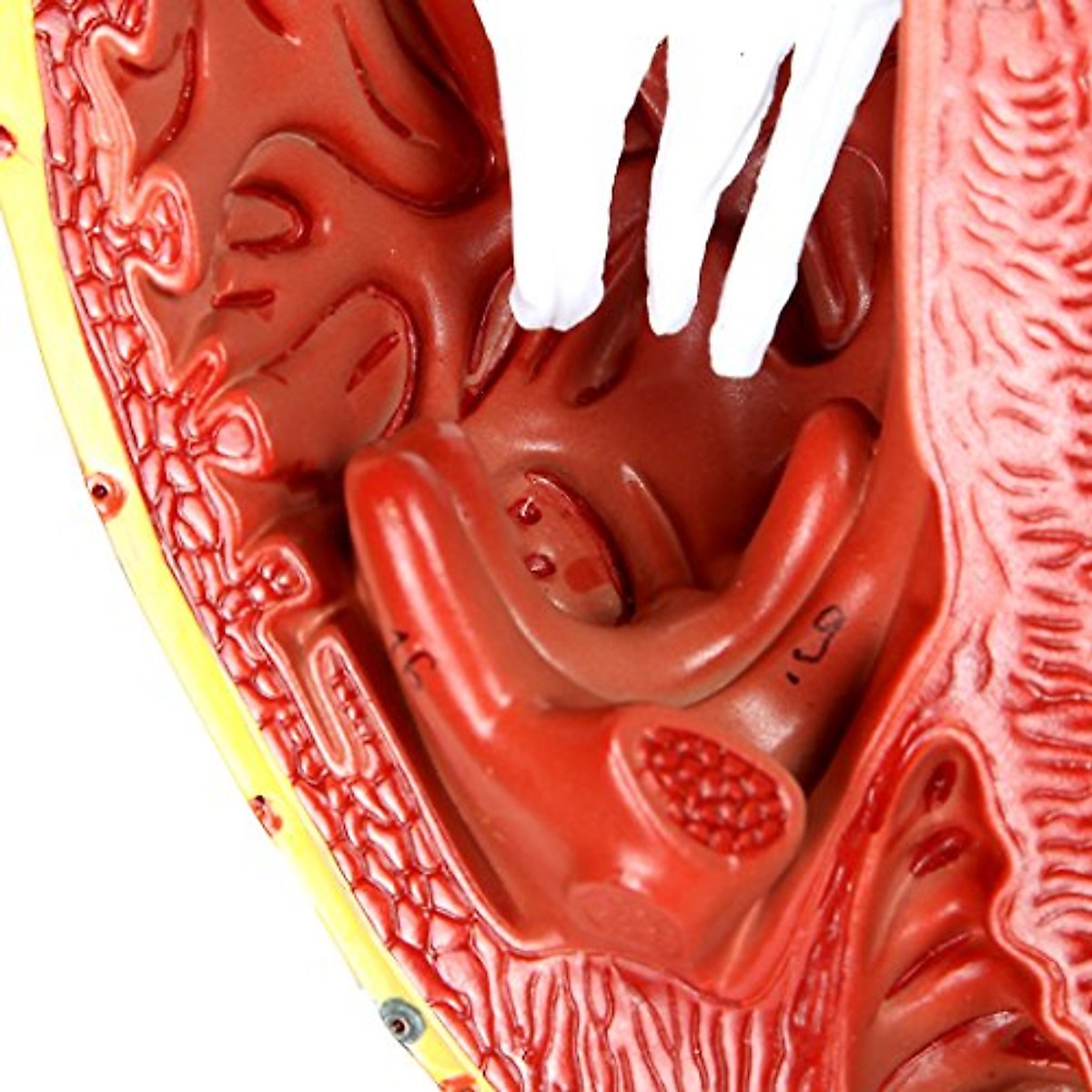 Axis Scientific Enlarged Human Heart Model, 3x Life-Size, Anatomically Accurate 3-Part Numbered Anatomical Heart Illustrates 34 Internal Structures, Magnetically Connected, Includes Product Manual