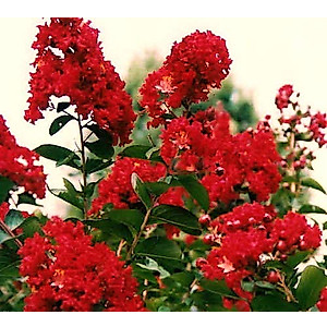 Large Dallas Red Tree Crape Myrtle, Matures 18ft+, Brightest Cherry Red Flower Clusters, Ships 2-4ft Tall, Well Rooted in Pot with Soil (10)