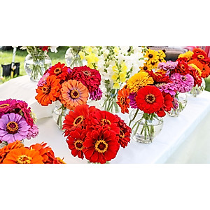 250 California Giants Zinnia Seeds for Planting - Heirloom Non-GMO USA Grown Premium Flower Seeds - Mix of Red, Orange, Yellow, White, Pink, and Purple Flowers - Attracts Butterflies by RDR Seeds