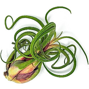 Octopus Air Plant, Caput Medusae Giant Air Plant (3PK), Tillandsia Air Plants Live Houseplants Bromeliad Terrarium Indoor Plants Live Plants Indoor House Plants for Air Plant Holder by Plants for Pets