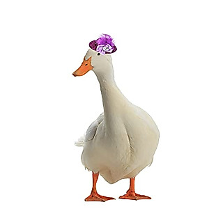Chicken Hats for Hens Tiny Pets, Chicken Bird Accessories Feather Top Hat with Adjustable Elastic Strap Rooster Duck Parrot Poultry Show Costume (Violet)