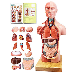 EVOTECH Human Body, Skeleton and Heart Models-Best Anatomy Model Bundle Set of 3 Hands-on 3D Model Study Tools for Medical Student or as Educational Kit for Kids