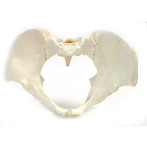 Female Pelvic Skeleton Anatomical Model, Medical Quality, Life Sized (10" x 10" x 6" Approx.)