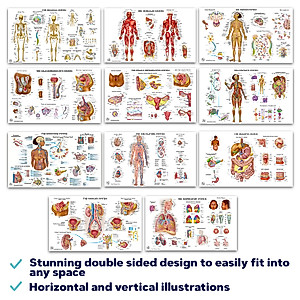 11 Human Anatomy Posters - Medical Posters, Skeletal, Male Female Muscular, Circulatory, Lymphatic, Reproductive, Nervous, Digestive, Endocrine, Respiratory Systems, Health Posters -18x30
