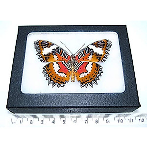BicBugs Cethosia hypsea Real Framed Butterfly RED Indonesia