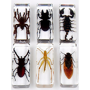 JSNZMTSBD Insect Resin,Real Insect Spider Specimen Science Classroom Taxidermy Resin Desk Paperweight Articulated Specimen for Science Education - Toothless Hand Crab