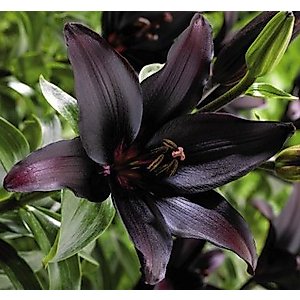 Landini Asiatic Lily Blooming Size Bulb for Beautiful Black Lily Flowers in Your Garden - clarence