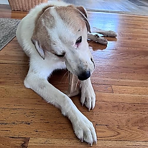 SPOT Bam-Bones Plus T Bone - Bamboo Fiber & Nylon, Durable Long Lasting Dog Chew for Aggressive Chewers – Great Toy for Adult Dogs & Teething Puppies Under 90lbs, Non-Splintering, 7in Chicken Flavor