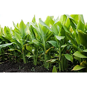 8 Turmeric Roots Curcuma Longa for Planting Indoor Outdoor Ornaments Perennials Garden Growing Can Grow Well Pot