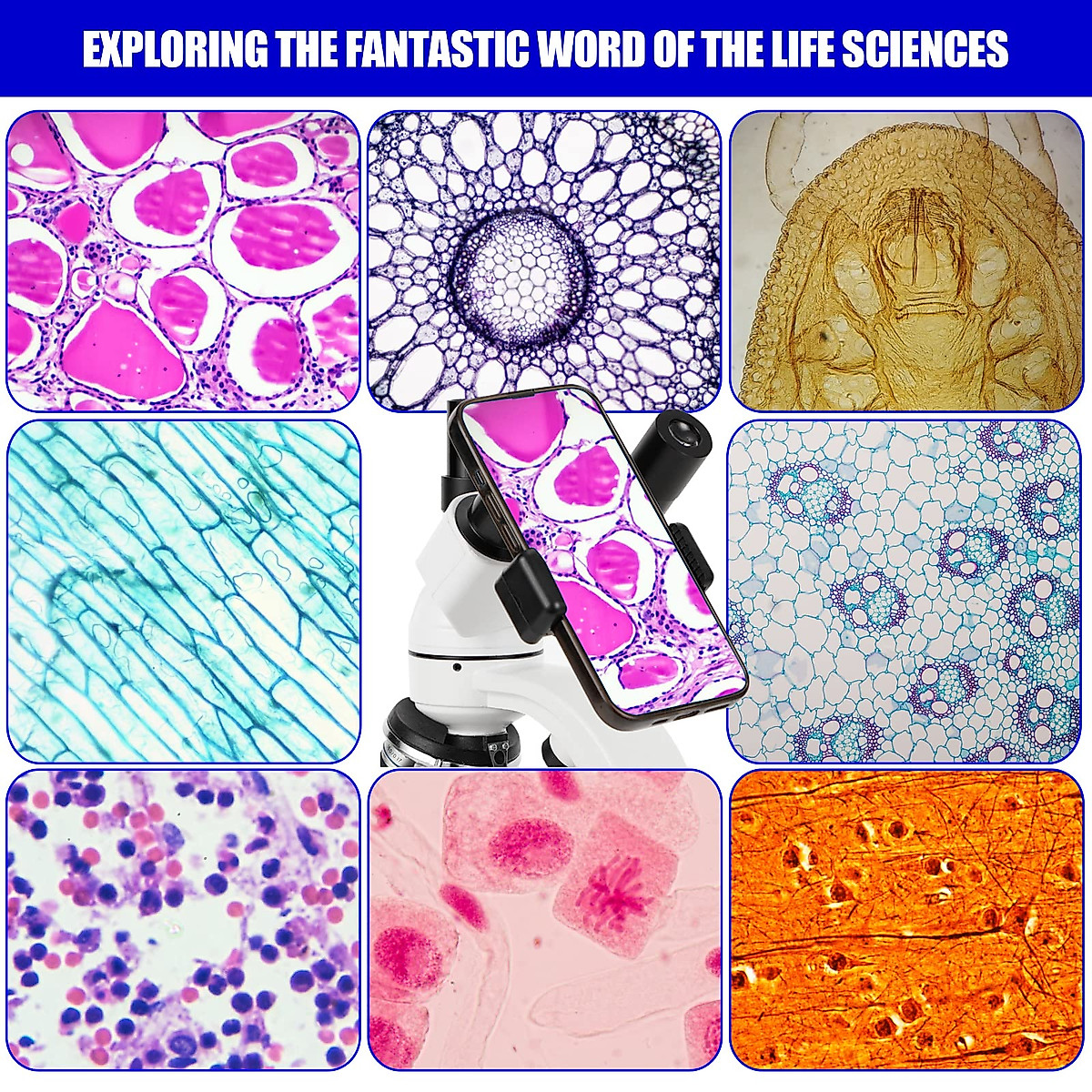 Compound Binocular Microscope, WF10x and WF25x Eyepieces,40X-2000X Magnification, LED Illumination Two-Layer Mechanical Stage (Binocular Four-Hole Microscope)