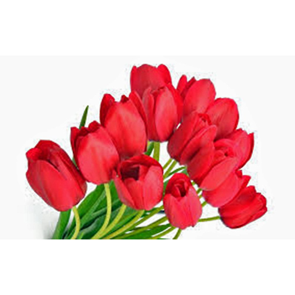 Tulip Bulb 20 Pack, RED Impression, Pure Bright RED Perennial Tulip Bulbs, RED Flowers