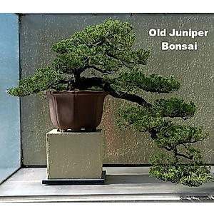 Japanese Juniper Bonsai Tree - 4" Pot - Juniperus procumbens - Nana