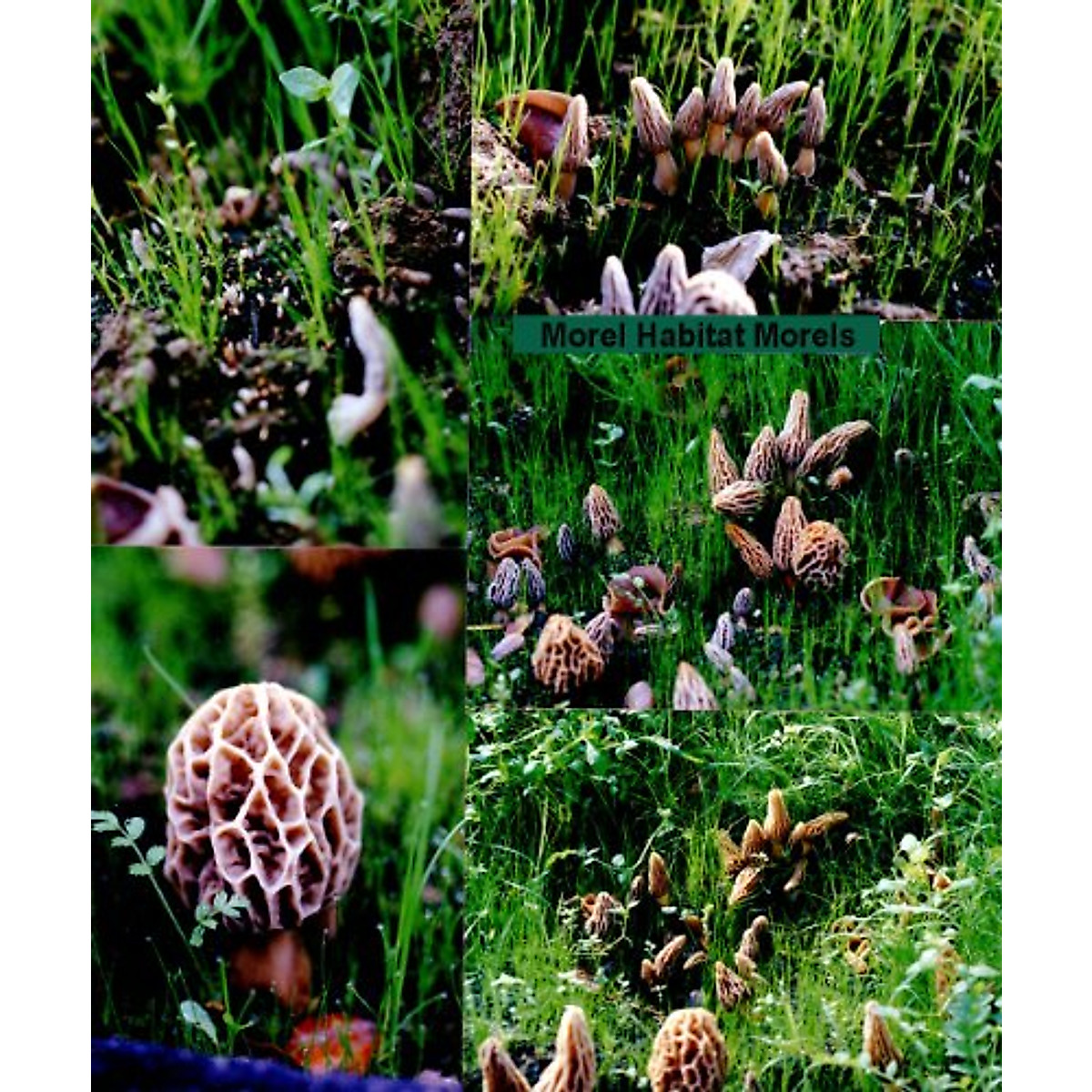 Backyard Morel Mushroom Growing Kit - Morel Habitat Kit ®