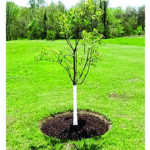 Dewitt 3-Inch by 50-Foot Tree Wrap White TW3W