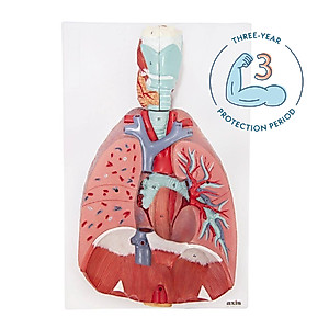 Axis Scientific Human Lung and Respiratory System Model | 3/4 Life Size Model has 7 Removable Parts | Includes 2 Part Heart and Detachable Larynx | Includes Product Manual