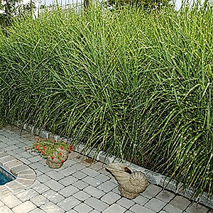 QAUZUY GARDEN 10 Seeds Zebra Grass Variegated Maiden Grass Miscanthus Sinensis Zebrinus Seeds Perennial Ornamental Grass Hardy Easy to Grow Low-Maintenance