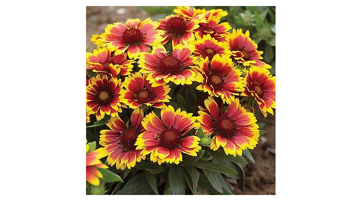 "Blanketflower" Common Gaillardia Indian Perennial Flower Seeds, 500 ...