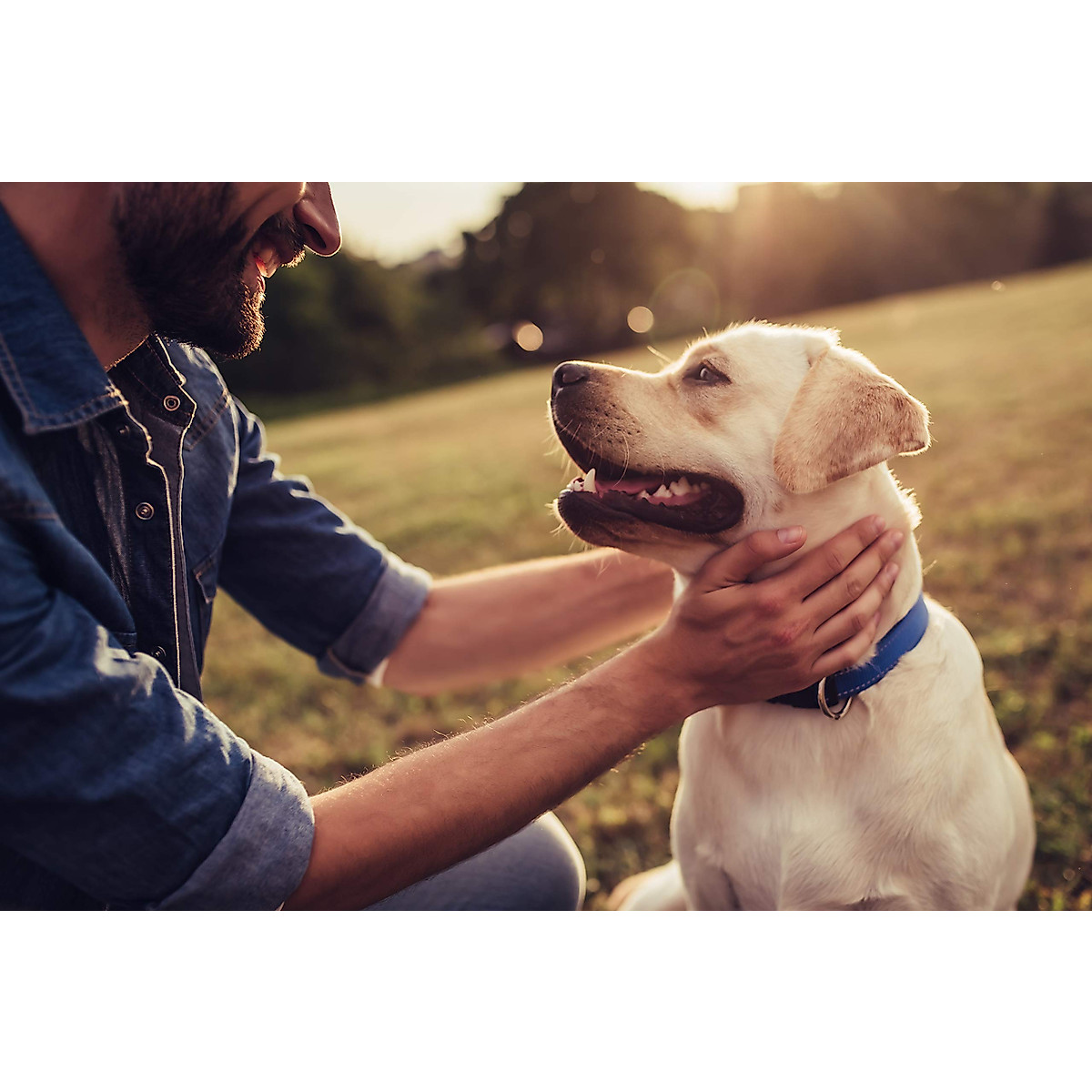 Aloha Medicinals K9 Immunity Plus, Immune Support Supplement for Dogs Over 70 lbs, Organic and Mushroom Enhanced Dog Health Supplies, Pack of 2, 90 Chews