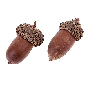 menolana 30 Pieces Acorns, Natural Dry Acorns,