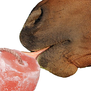 Himalayan Salt Lick 4-5 lbs | Pack of 4 | Salt Lick Deer | Licking Salt for Horses |Himalayan Licking Salt for Animals | Deer Salt Lick Block | Block Salt on Rope.