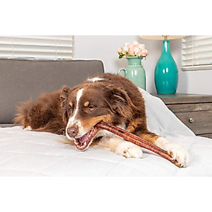 Natural Cravings USA Texas Sized Bully Sticks | All Natural | Odor Free | High Protein | Premium Quality Dog Chews | 12" - 3 Pack