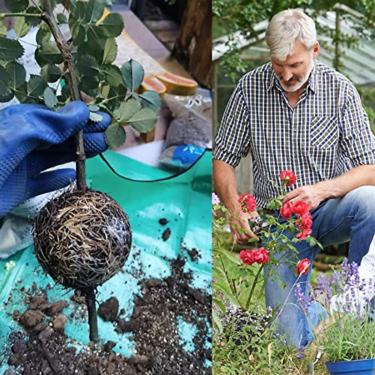 QHC KOCK Tree Root Growing Box,10 Pack Rooting Ball Grafting Tools,Sprouts Growing Kit Reusable High Pressure Tree Rooter Air Plant Layering Propagation Pot Rooting Device for Plant Cutting Seedings