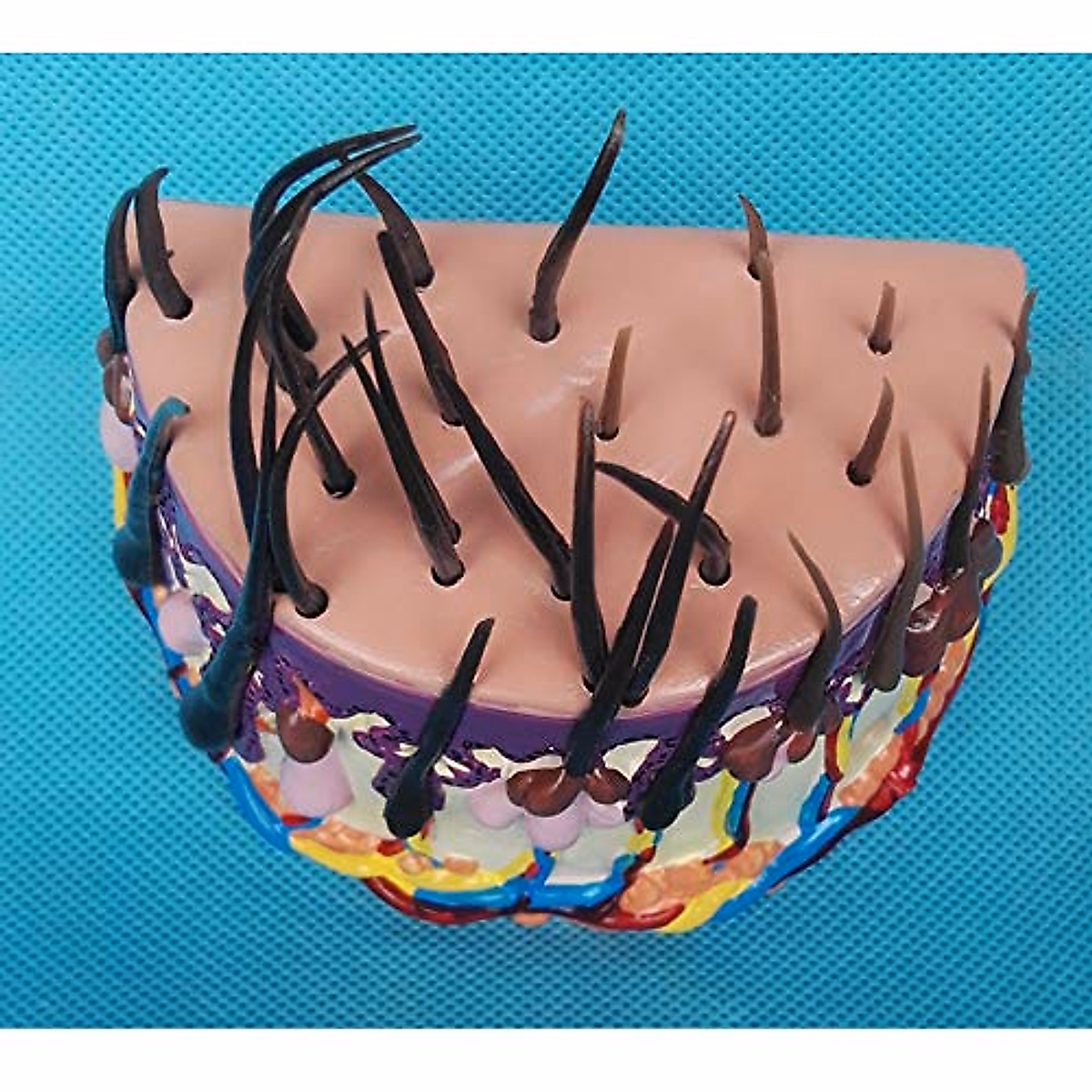 Anatomy Model Skeleton Model Human Skin Anatomical Enlargement Model Hair Follicle Skin Structure Medical Teaching Model